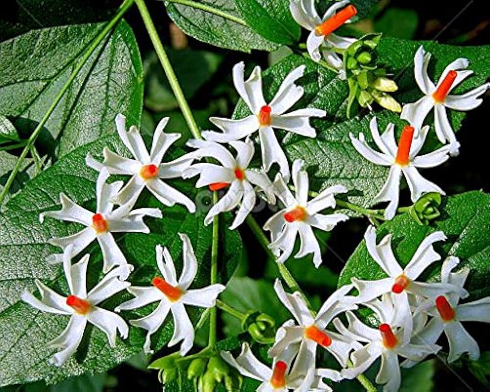 Harsingar