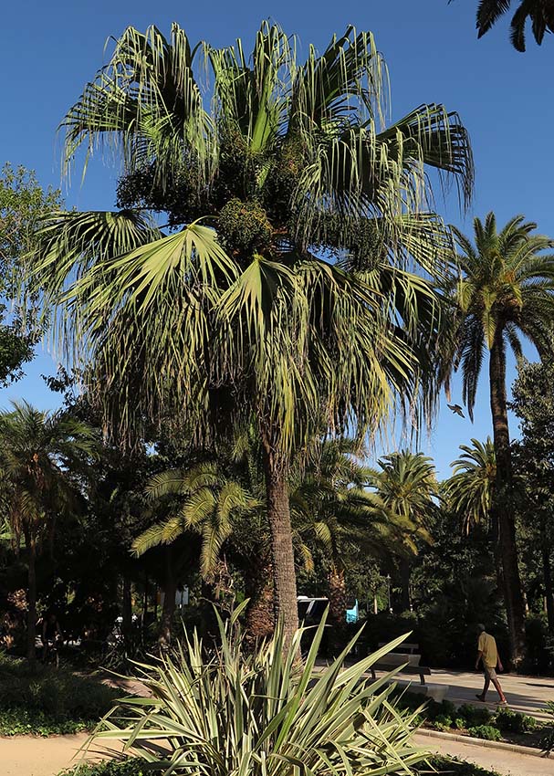 China Palm