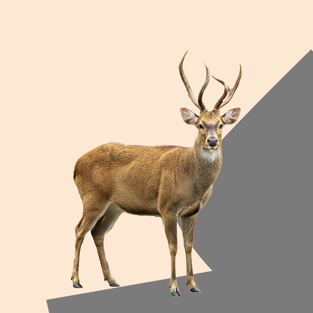 Animals